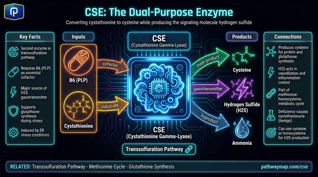 CSE (Cystathionine Gamma-Lyase) - Pathway Map